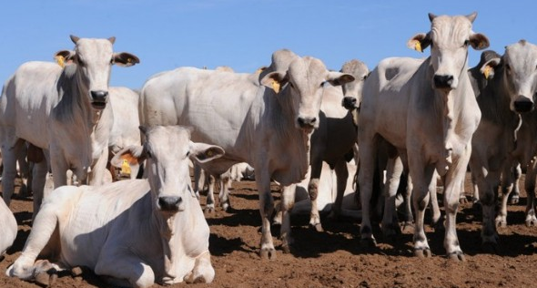 Saiba como utilizar aplicativos para pesar gado no celular - Crismob